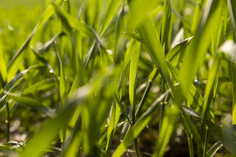A Field with a New Crop of Rye in Europe Stock Image - Image of seed ...