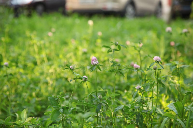 Field of New Fresh Clover Flowers Stock Image - Image of pink, green ...