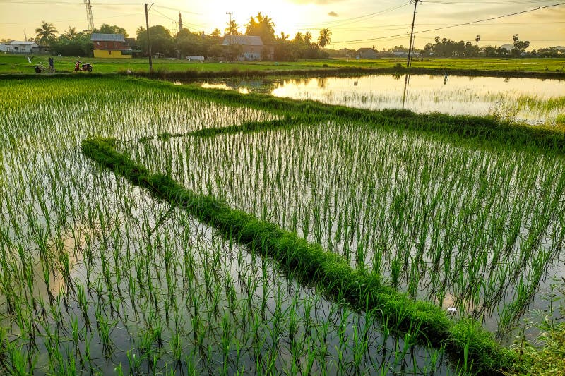 Field of Newly Planted Rice at Sunset in the Village Stock Photo ...