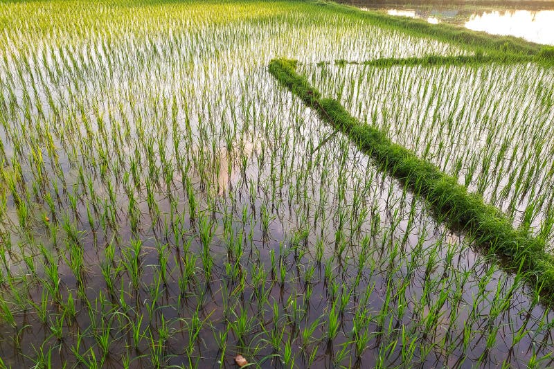 Field of Newly Planted Rice at Sunset in the Village Stock Photo ...