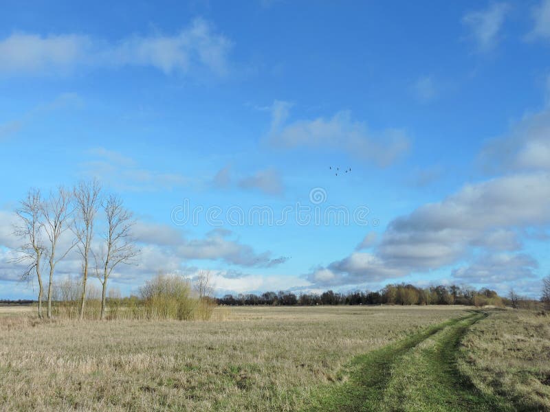 Spring Field with Trees stock photo. Image of tree, farm - 2259578
