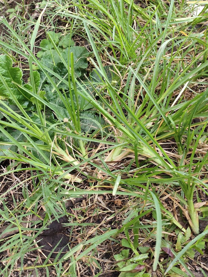 Field Nutsedge Agricultural Weed Commonly Found Open Fields Stock ...