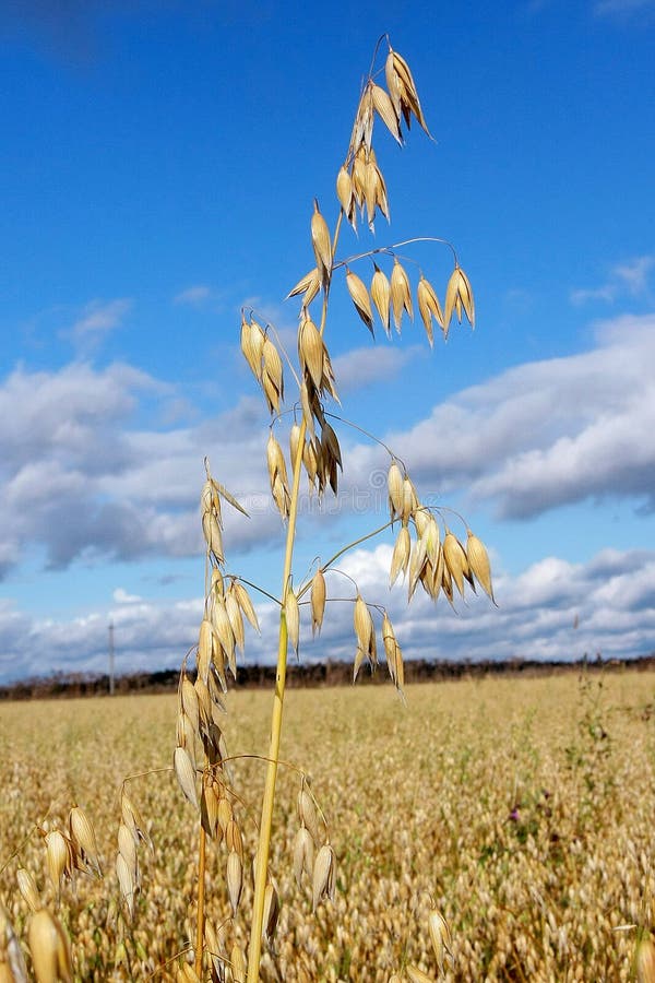 Field oat stock image. Image of white, dark, landscape - 8458459