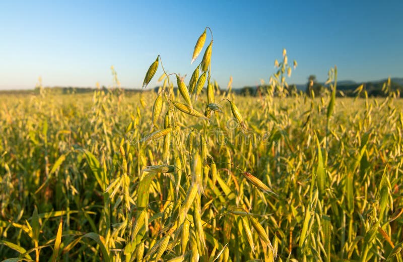 Field of oat stock image. Image of rural, field, cereal - 74447025