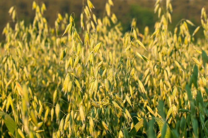 Oat field stock image. Image of crop, farming, hill, countryside - 10343221