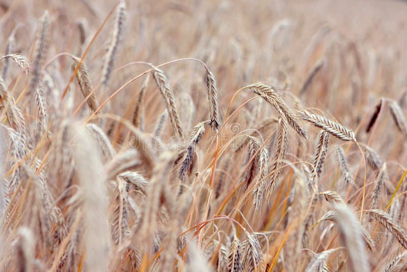 Field of Oat in a Rainy Day. Stock Photo - Image of healthy, farming ...
