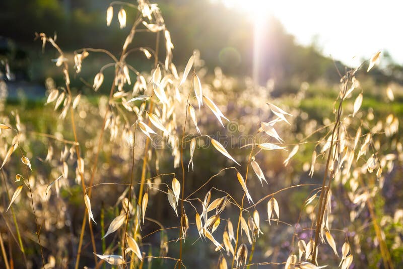Field of oat during sunset stock photo. Image of retro - 36746934
