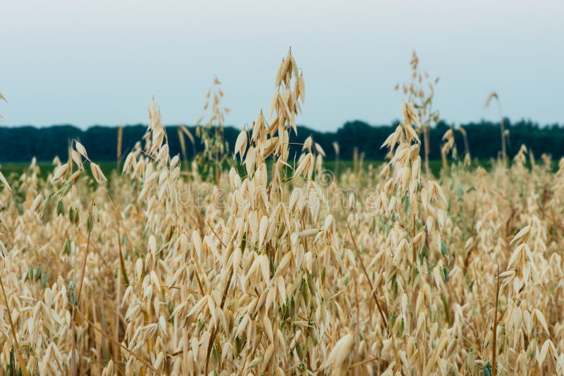 The field of oats stock image. Image of nature, agriculture - 56964463