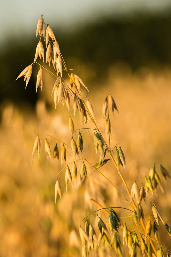 The field of oats stock photo. Image of farm, oats, stem - 57050876