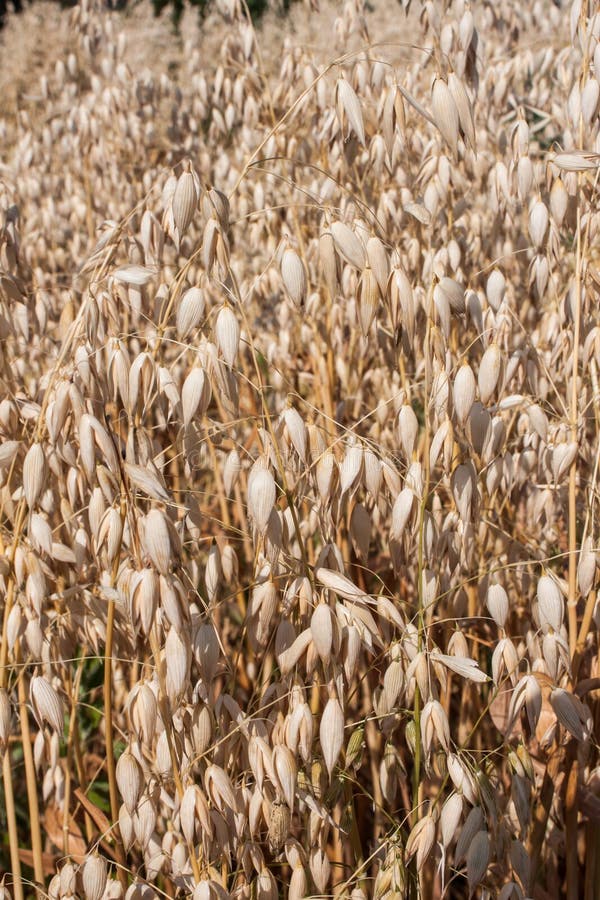 Sea Oats Closeup stock image. Image of closeup, oats - 95580505