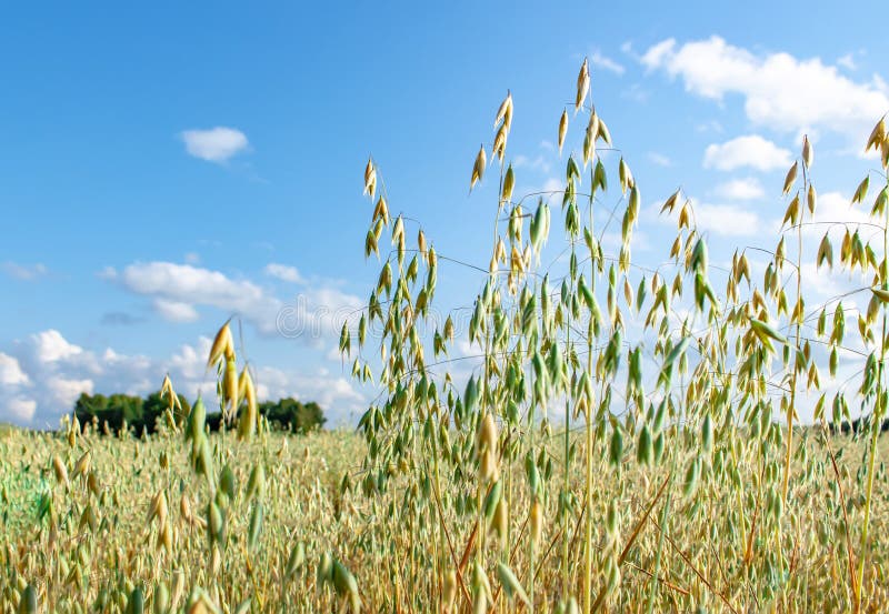 Field of Oats stock image. Image of country, green, oats - 7442019
