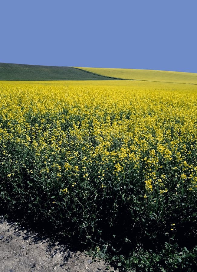 Field of oil-seed farmland stock photo. Image of nature - 1592948