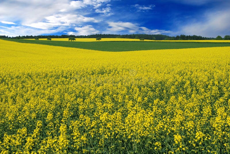 Field of oilseed stock image. Image of field, flower - 29089633