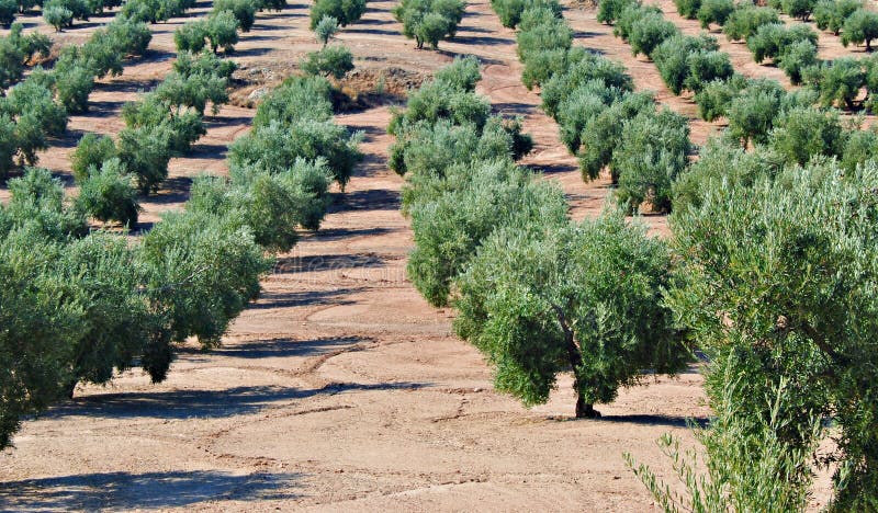 Field of olive stock photo. Image of planting, olive - 21807596