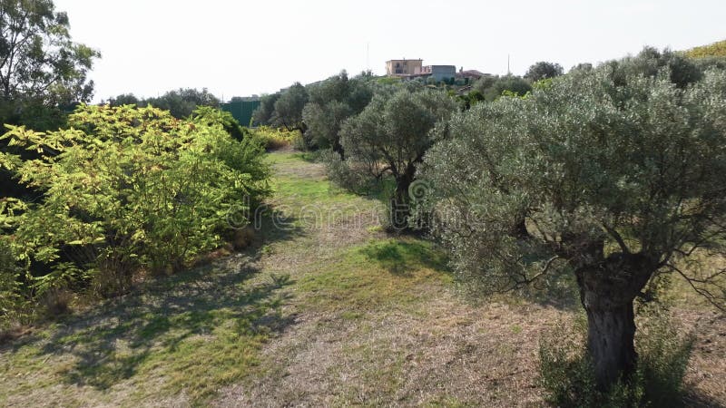 Field with Olive Trees. Aerial View Stock Footage - Video of fruit ...