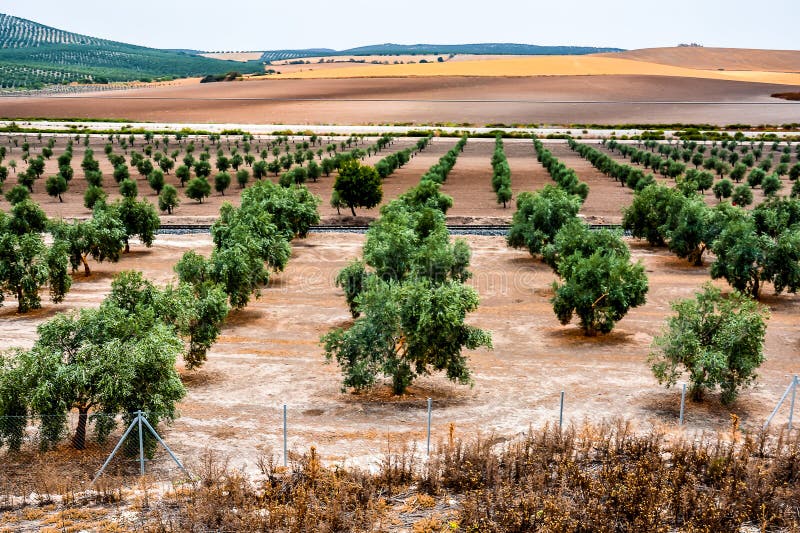 A Field of Olive Trees with a Fence in the Background Stock Image ...