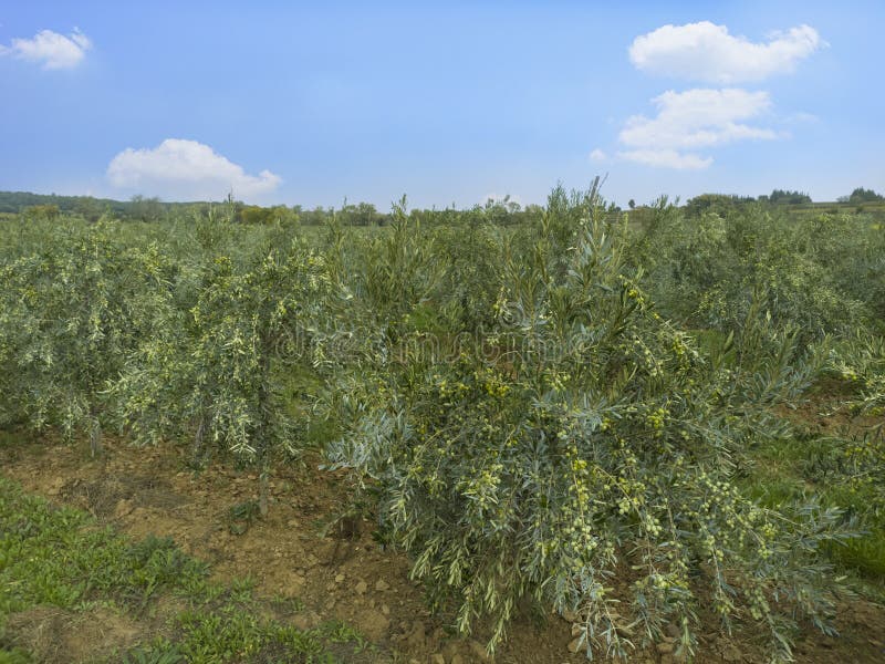 A Field of Olive Trees in Provence Stock Photo - Image of farm ...