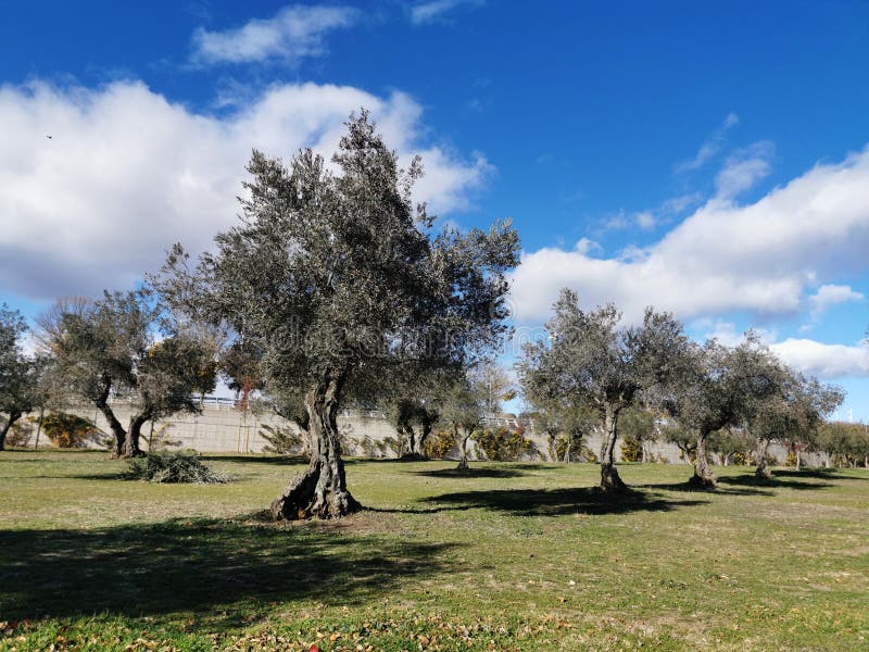 Field with Olive Trees Under a Blue Cloudy Sky in Madrid, Spain Stock ...