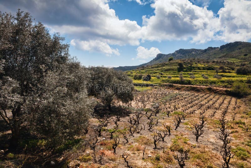Olive field, Umbria, Italy stock photo. Image of mediterranean - 8021676