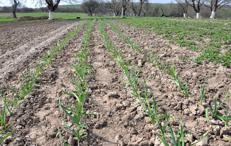 Garlic Grows in the Open Ground Stock Image - Image of rural, farmland ...