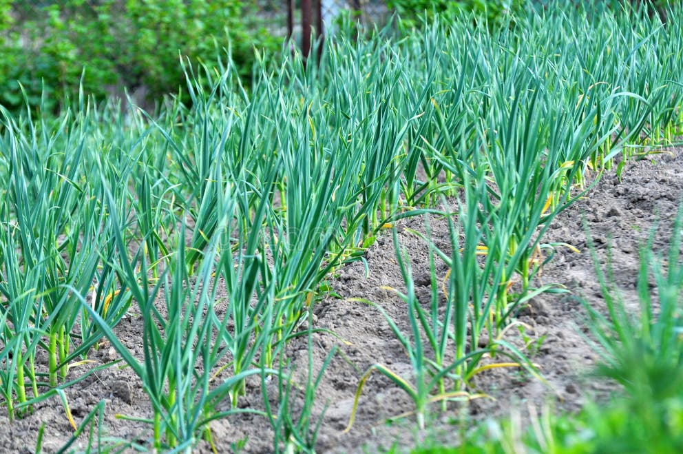 Garlic Grows in the Open Ground Stock Image - Image of soil ...