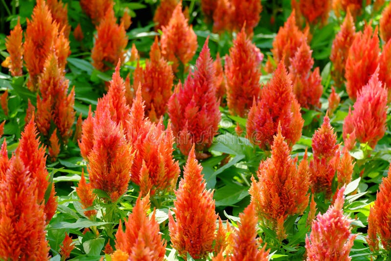 Field of Orange Cockscomb or Crested Celosia in the Park Stock Image ...
