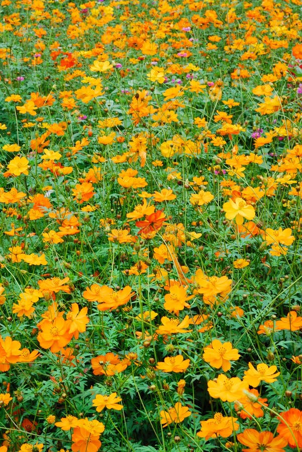 Field of orange flowers stock image. Image of blooming - 6795631