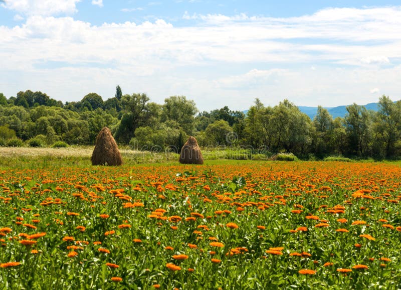 Field of orange flowers stock image. Image of bright - 43024533