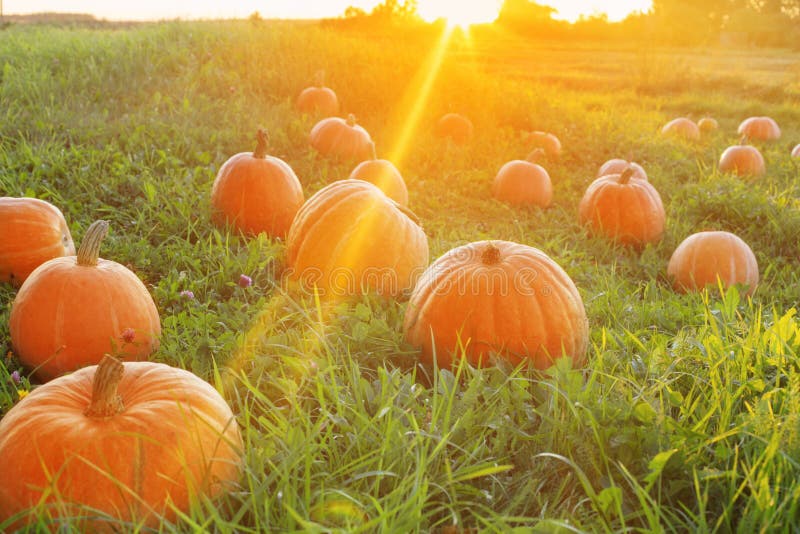 Field with Pumpkins at Sunset Stock Image - Image of fresh, natural ...