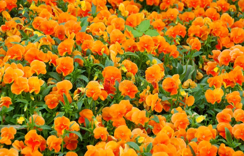 Field of Orange Spring Fpansies Stock Image - Image of hedge, nature ...