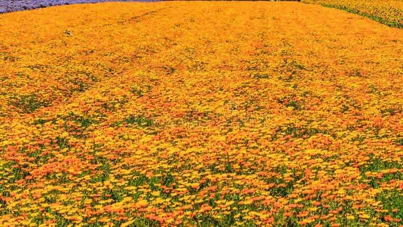 Field of Orange and Yellow Flowers Stock Photo - Image of vivid, mass ...