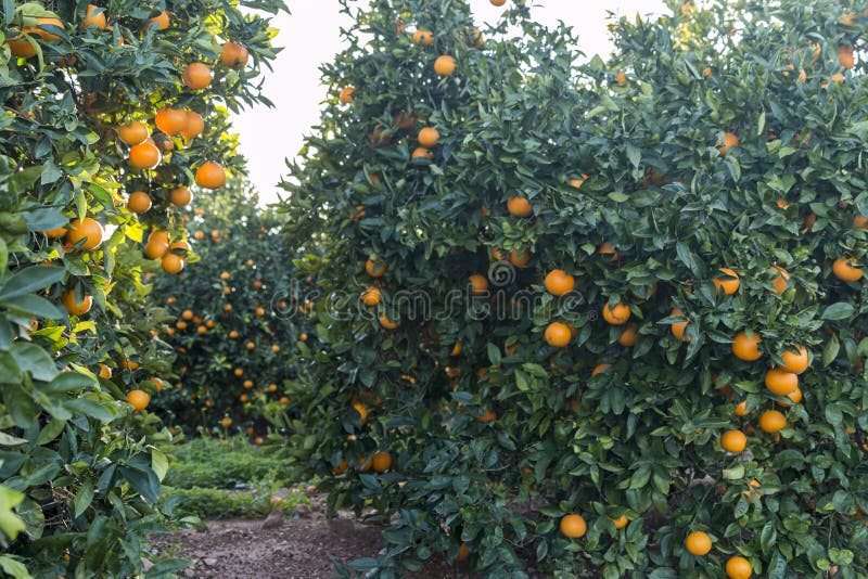 Field of oranges stock image. Image of green, nature - 86438231