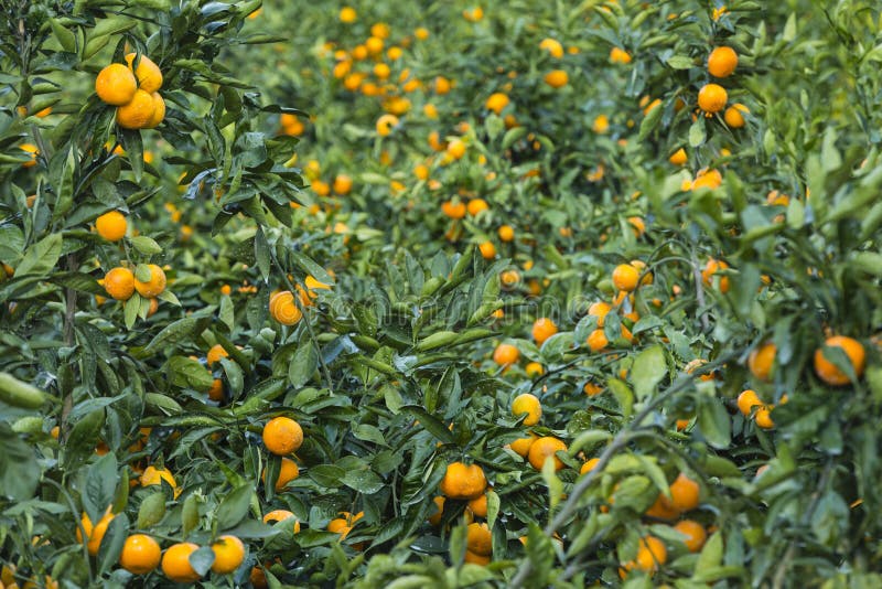 Field of oranges stock image. Image of resort, asia, jeju - 61965933