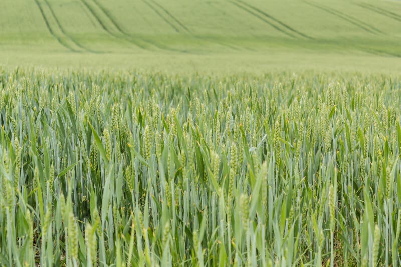 Organic Green Spring Grains with Shallow Focus Stock Image - Image of ...