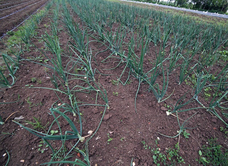 Field of Organic Onions in Spring Stock Photo - Image of garden ...