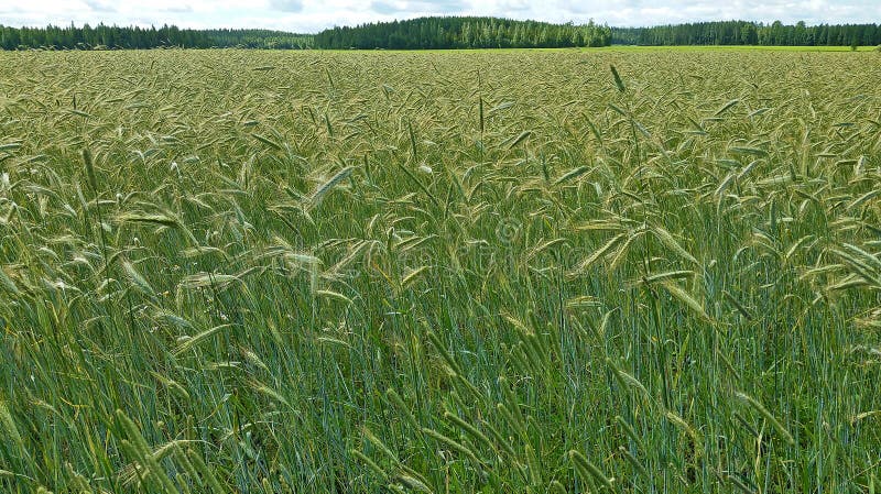Field of organic rye stock image. Image of modified, longer - 89703201