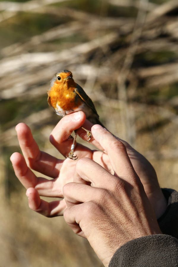 Field Ornithologist Showing in His Hand a Robin, Erithacus Rubecula ...