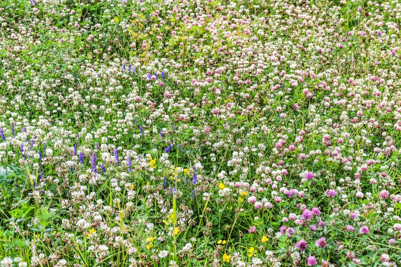 The Field Was Overgrown with Wild Grasses Stock Image - Image of iowa ...