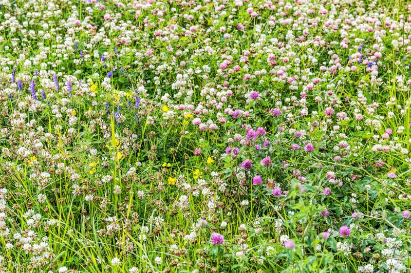 A Field Overgrown with Clover and Herbs Stock Photo - Image of summer ...