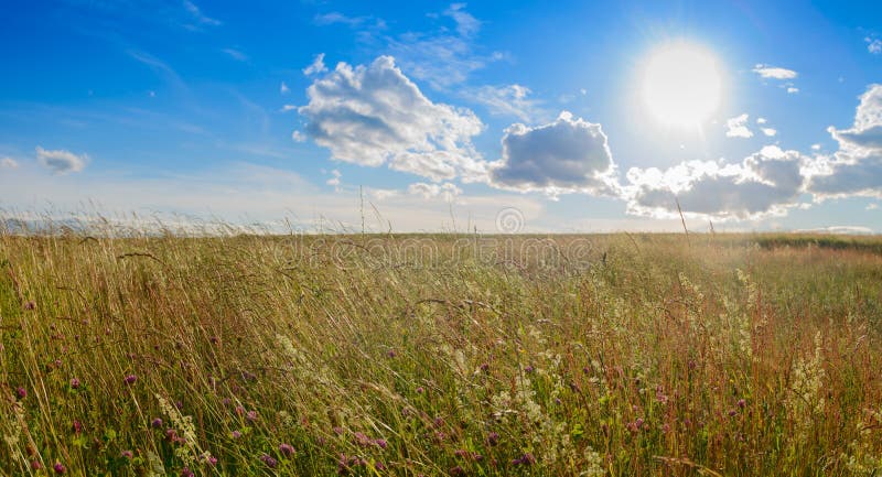 Field Overgrown with Grass in the Evening at Sunset Stock Image - Image ...