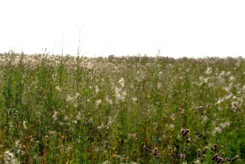 Field Overgrown with Grass in Summer Stock Image - Image of beauty ...