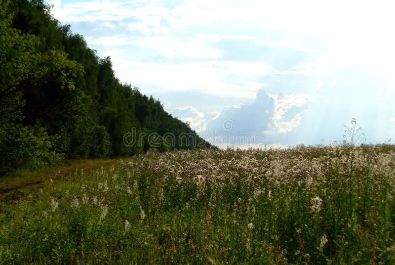 Field Overgrown with Grass in Summer Stock Photo - Image of hill ...