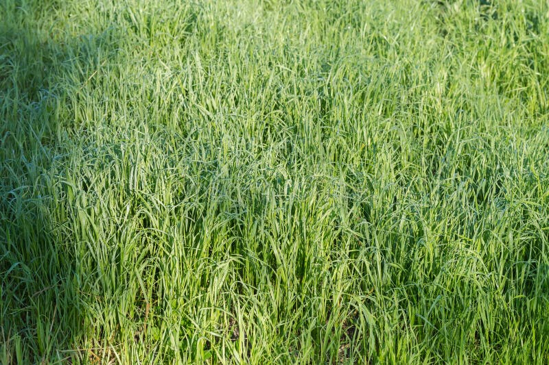 Field Overgrown with High Grass Covered with Morning Dew Stock Photo ...