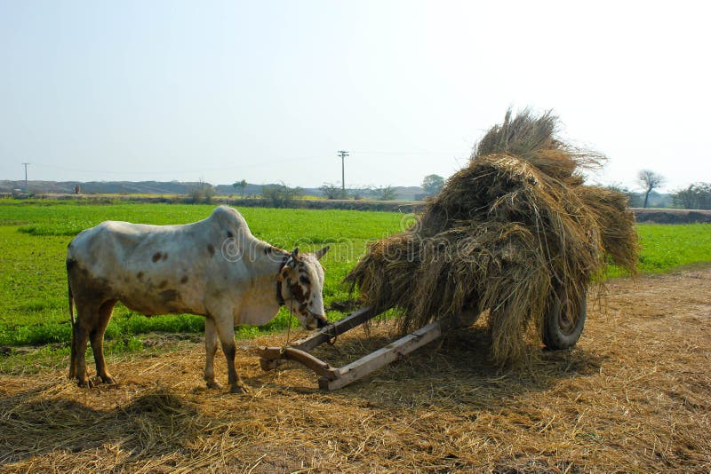 Field Ox stock image. Image of wood, grass, cargo, city - 55335697