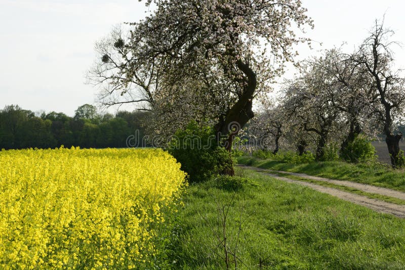 Field painted the color of stock photo. Image of landscape - 40912876