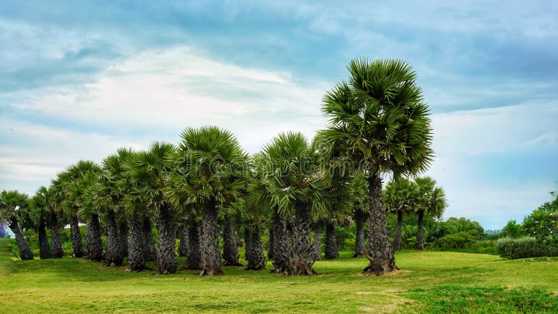 Field of Green Palm Tree, Tropical Landscape Stock Image - Image of ...