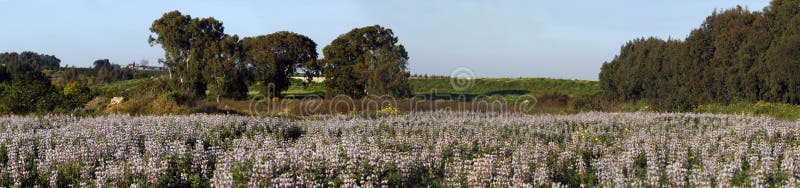 Field panorama stock photo. Image of skies, filed, nature - 2073436
