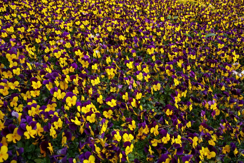 Field of Pansy Flowers. Small GRIP Stock Image - Image of botanical ...