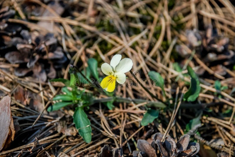 Field pansy in the forest stock image. Image of beauty - 89005649