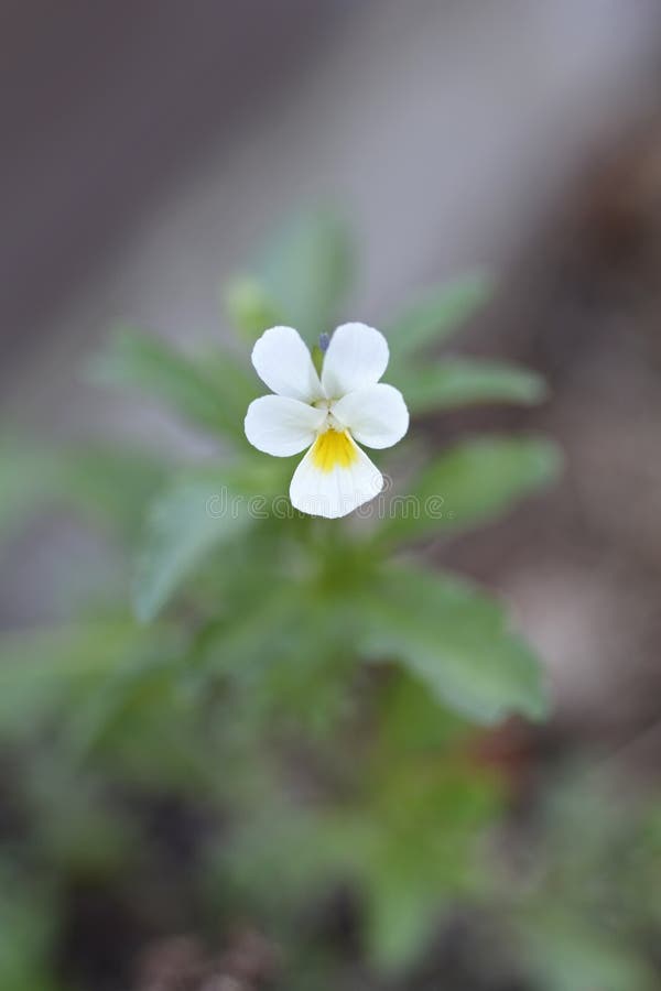 Field pansy stock photo. Image of botany, yellow, nature - 180480340